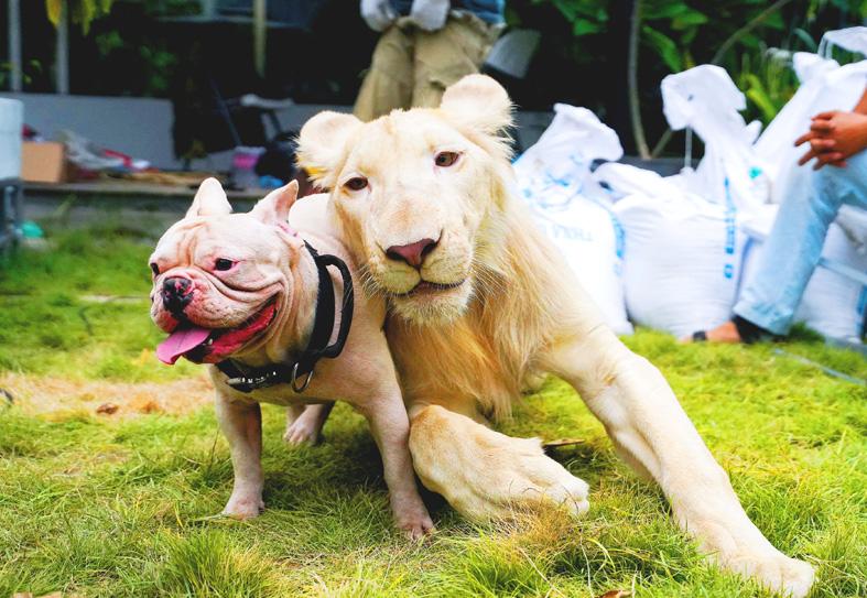 Cambodian PM orders return of defanged lion - Taipei Times