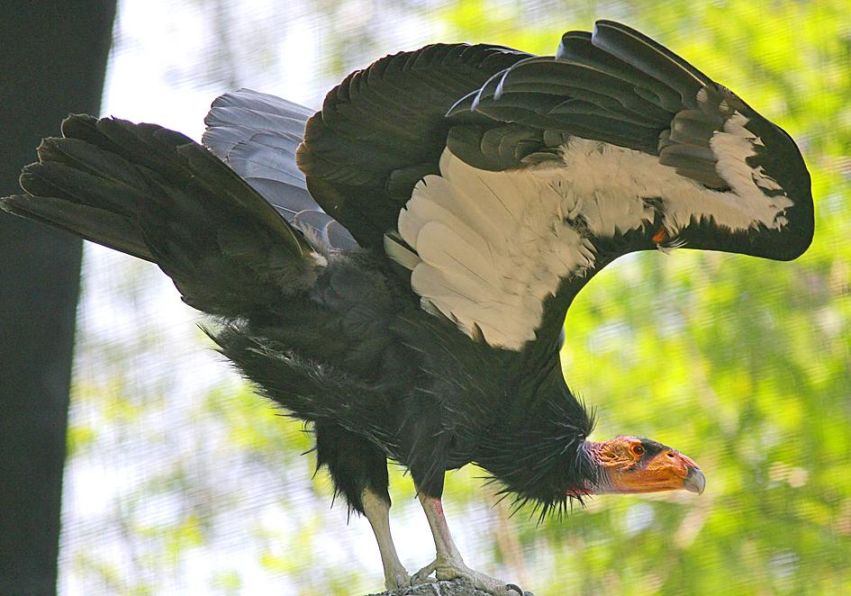 Study describes ‘virgin births’ in California condors - Taipei Times
