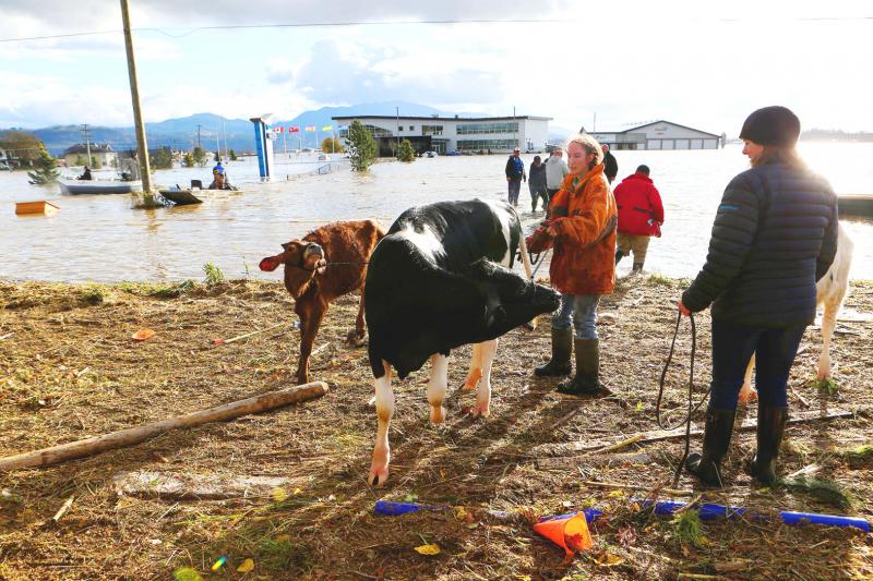 Flotilla of farmers stage cow rescue in Canada - Taipei Times