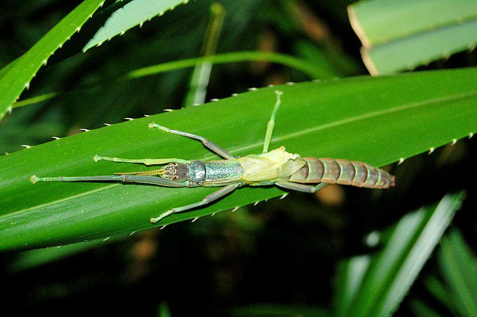 Taitung to promote new species on Green Island - Taipei Times