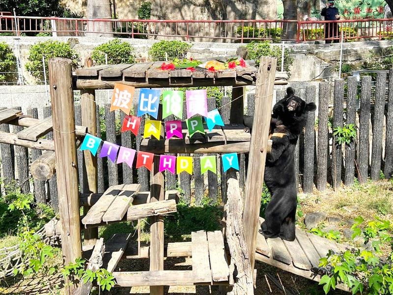 Birthday bear - Taipei Times
