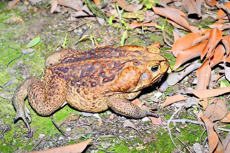 Academic urges public to report cane toad sightings - Taipei Times
