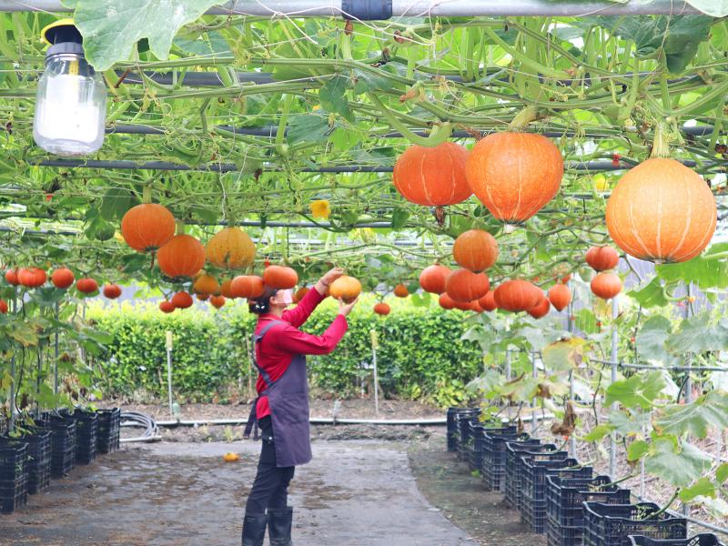 Picturesque pumpkins - Taipei Times