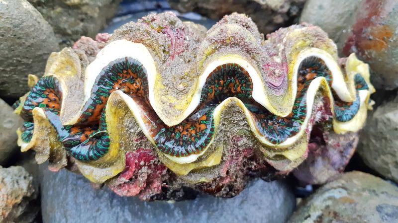 Planned protection of clams cause worry among Tao - Taipei Times