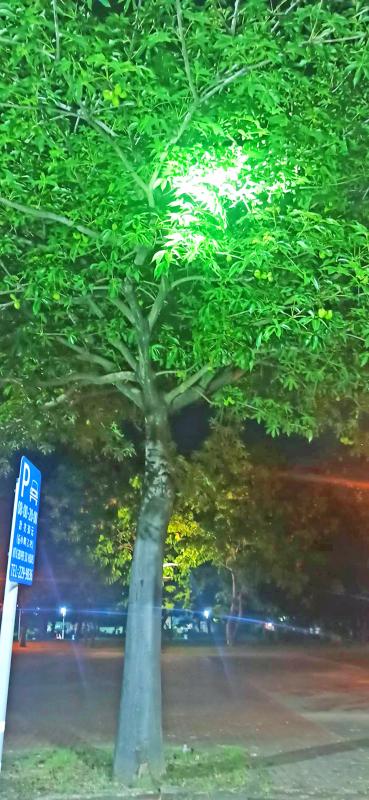 Skunk trees raise alarm in Kaohsiung: bureau - Taipei Times