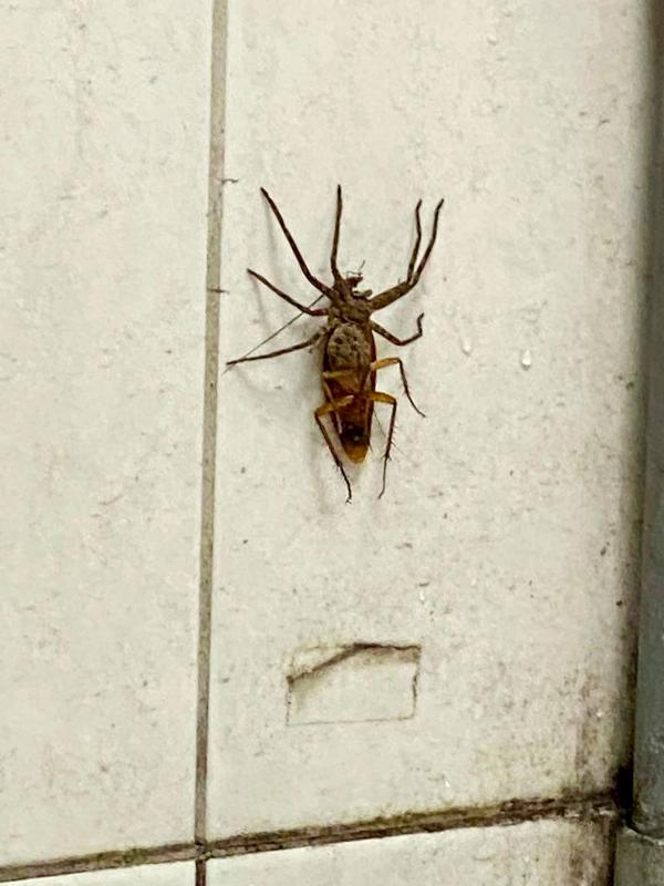Netizen shocked by ‘11-legged creature with legs on back’ 驚見11足怪蟲「腳長背上 ...