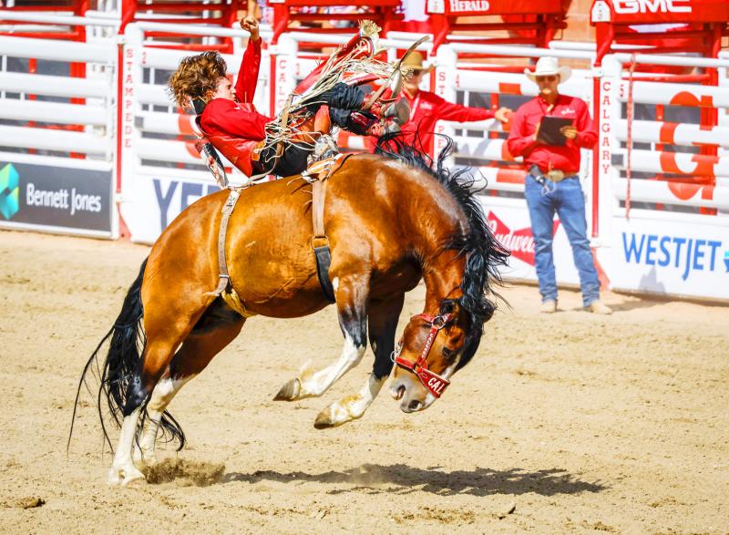 Bucking bronco - Taipei Times