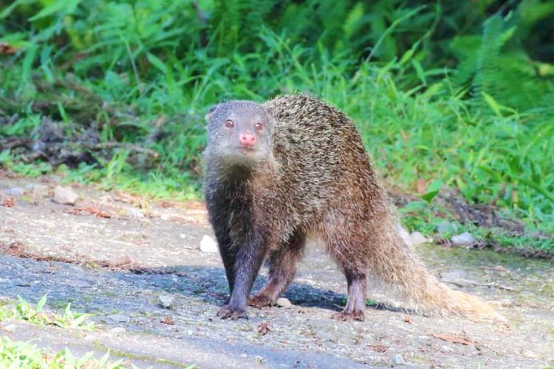Environmental Impact Assessment: Will Nanshi Creek be sacrificed on the ...