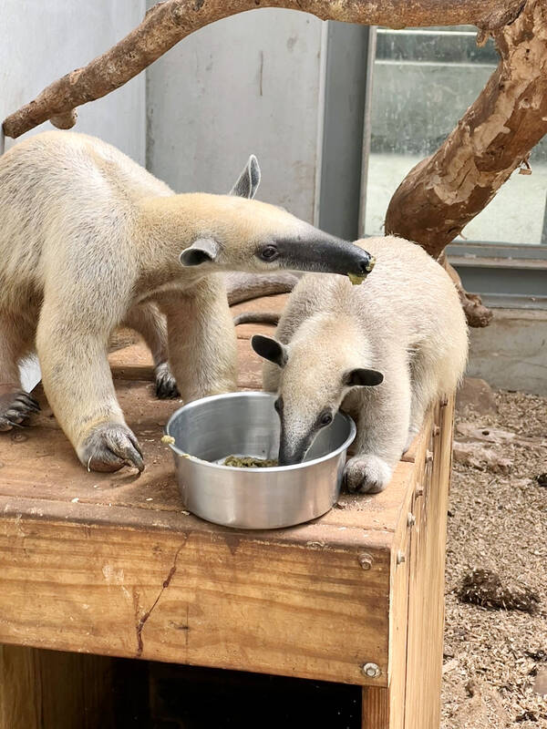 Absconding anteater ate as an adept: researchers - Taipei Times