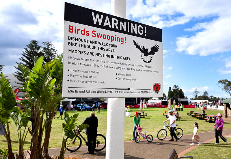 Cyclists in Australia are on alert for swooping magpies - Taipei Times