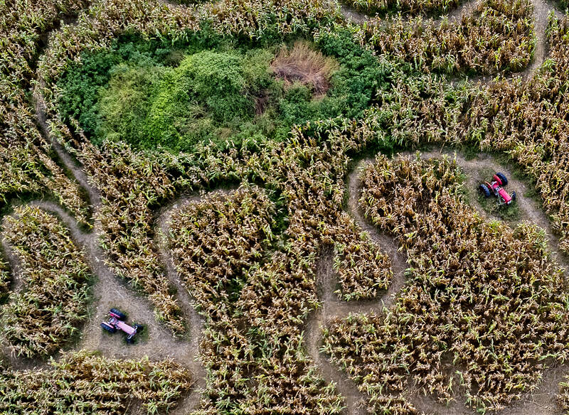 Lost in Maize - Taipei Times