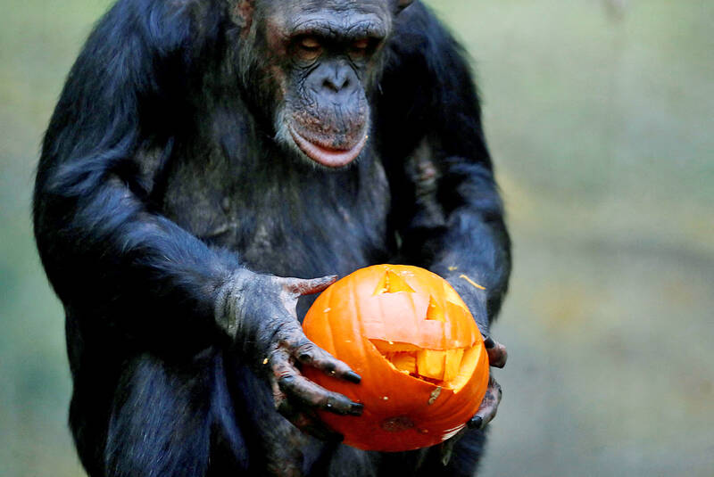 Study records chimp showing off object in human-like way - Taipei Times