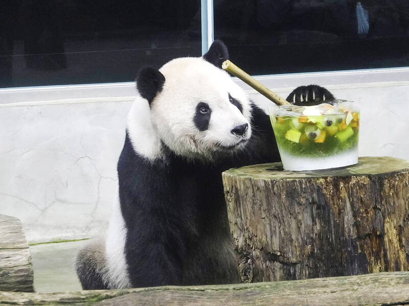 Taipei Zoo panda had cerebral atrophy, autopsy finds - Taipei Times