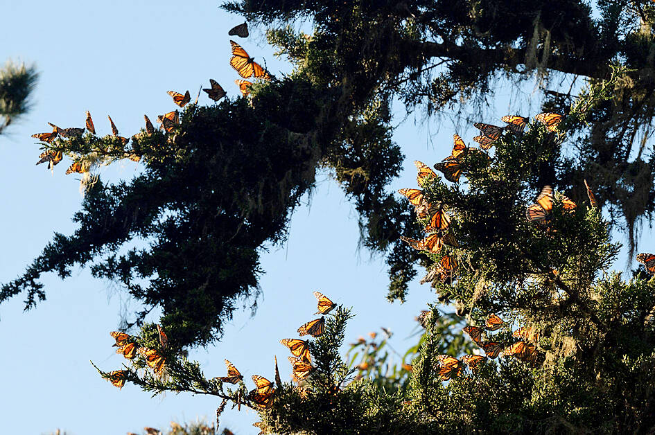 Endangered monarch butterflies face perilous storm - Taipei Times