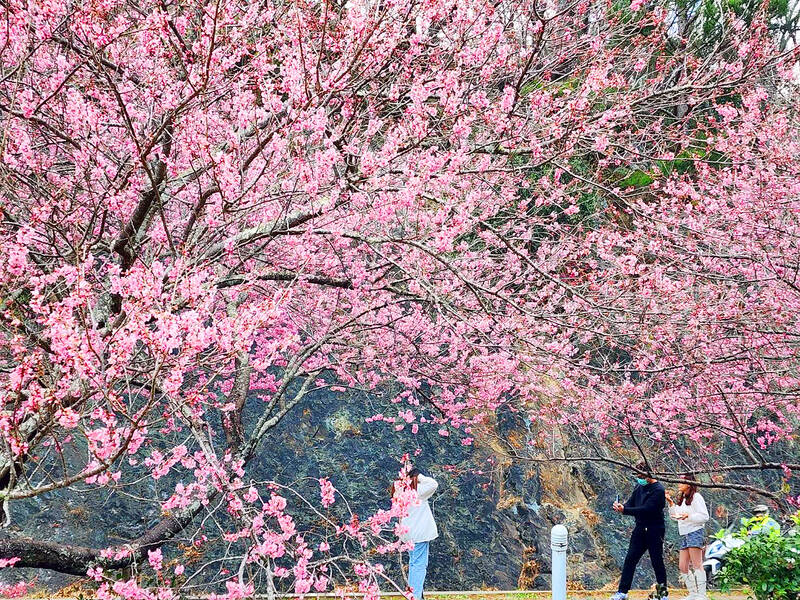 Blossom season - Taipei Times