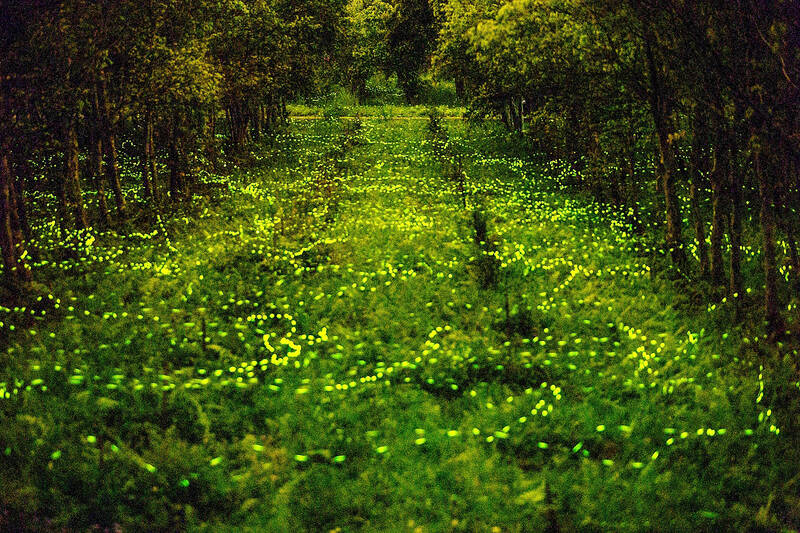 Night lights - Taipei Times