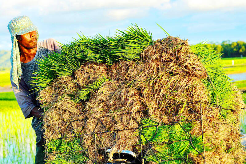 Rice-planting season - Taipei Times