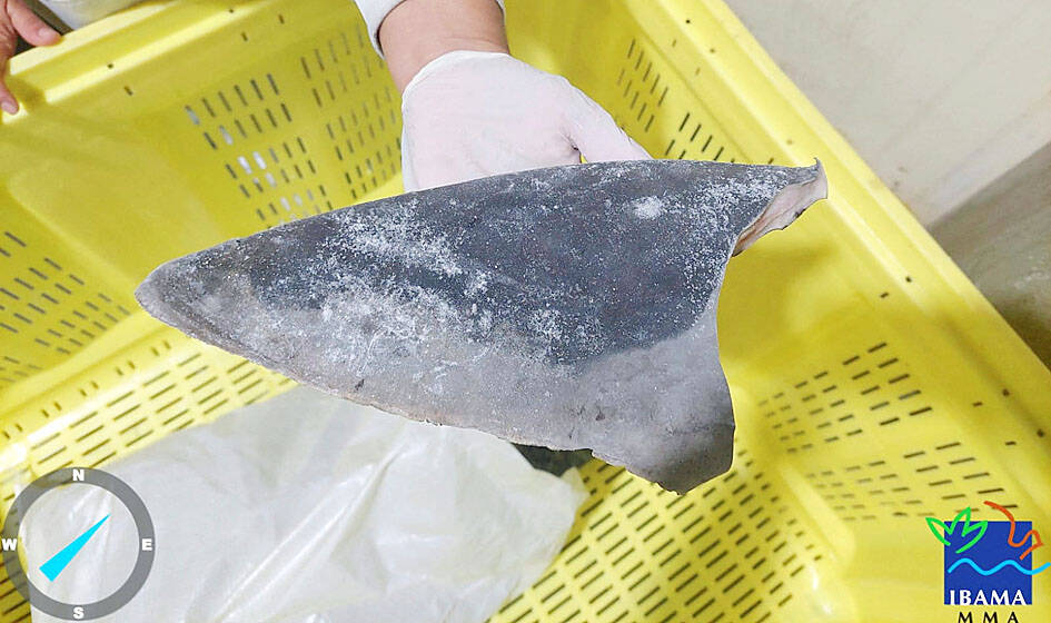 Brazil confiscates biggest illegal shark fin consignment - Taipei Times