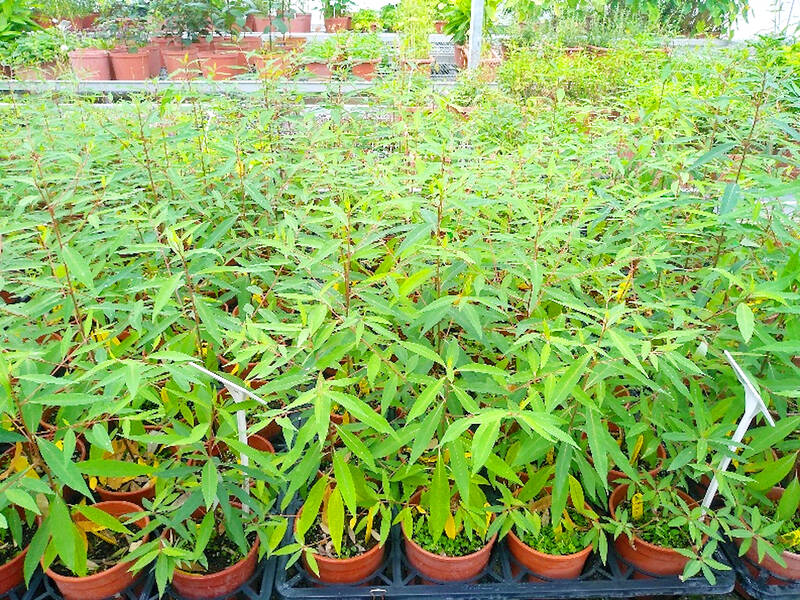 Scientists find way to increase maqaw seed germination - Taipei Times