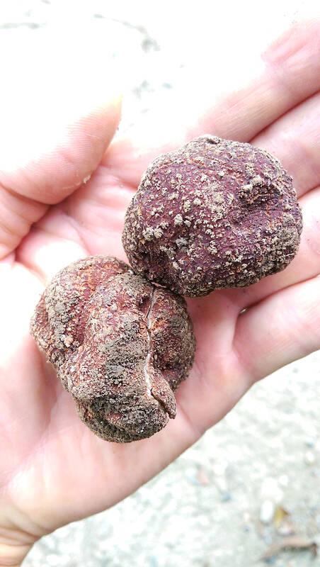 New black truffle species discovered in Taitung named - Taipei Times