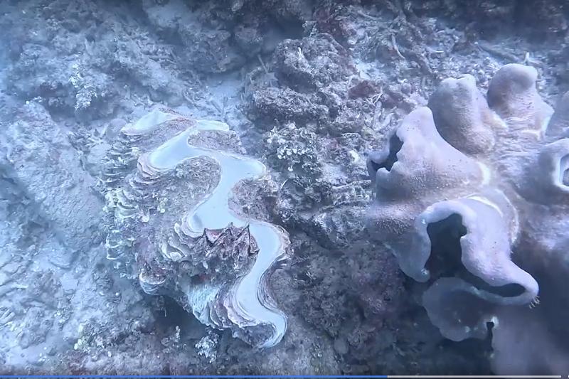 Popular giant clam found dead in Kenting - Taipei Times