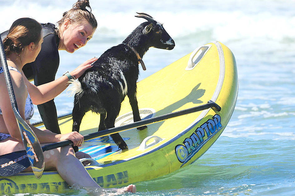 Goatee, other goats teach new surfers in California - Taipei Times