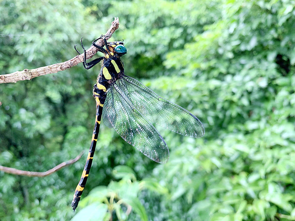 Dragonflies key in local ecosystems, agency says - Taipei Times