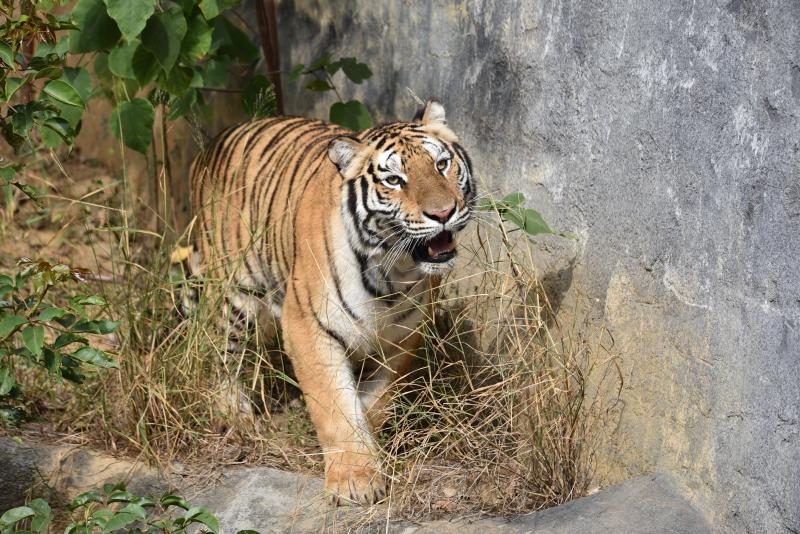 Students to name new tiger at Hsinchu Zoo - Taipei Times