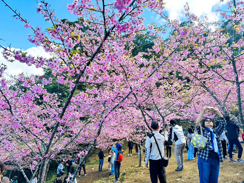 Pretty in pink - Taipei Times