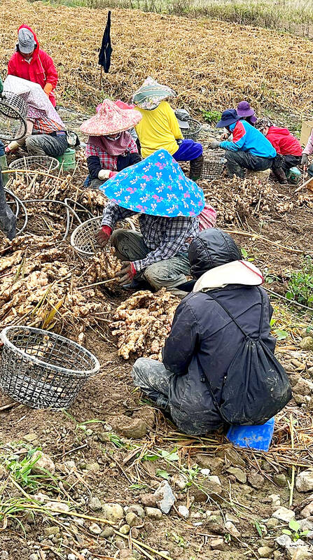 Notes from Central Taiwan: Ginger as Taiwan - Taipei Times