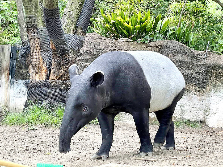 Malayan tapir dies on flight to Taiwan, zoo says - Taipei Times