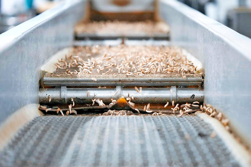 Danish insect farm sets sights on feeding Europe’s livestock - Taipei Times