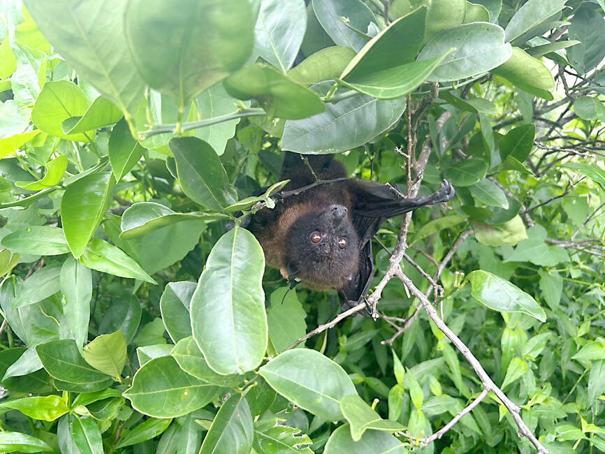 Endangered bat likely killed by predator, agency says - Taipei Times