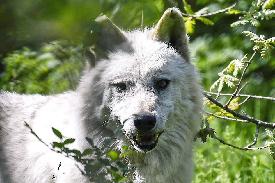 Greece wolf attack leads to calls for hunting rights - Taipei Times